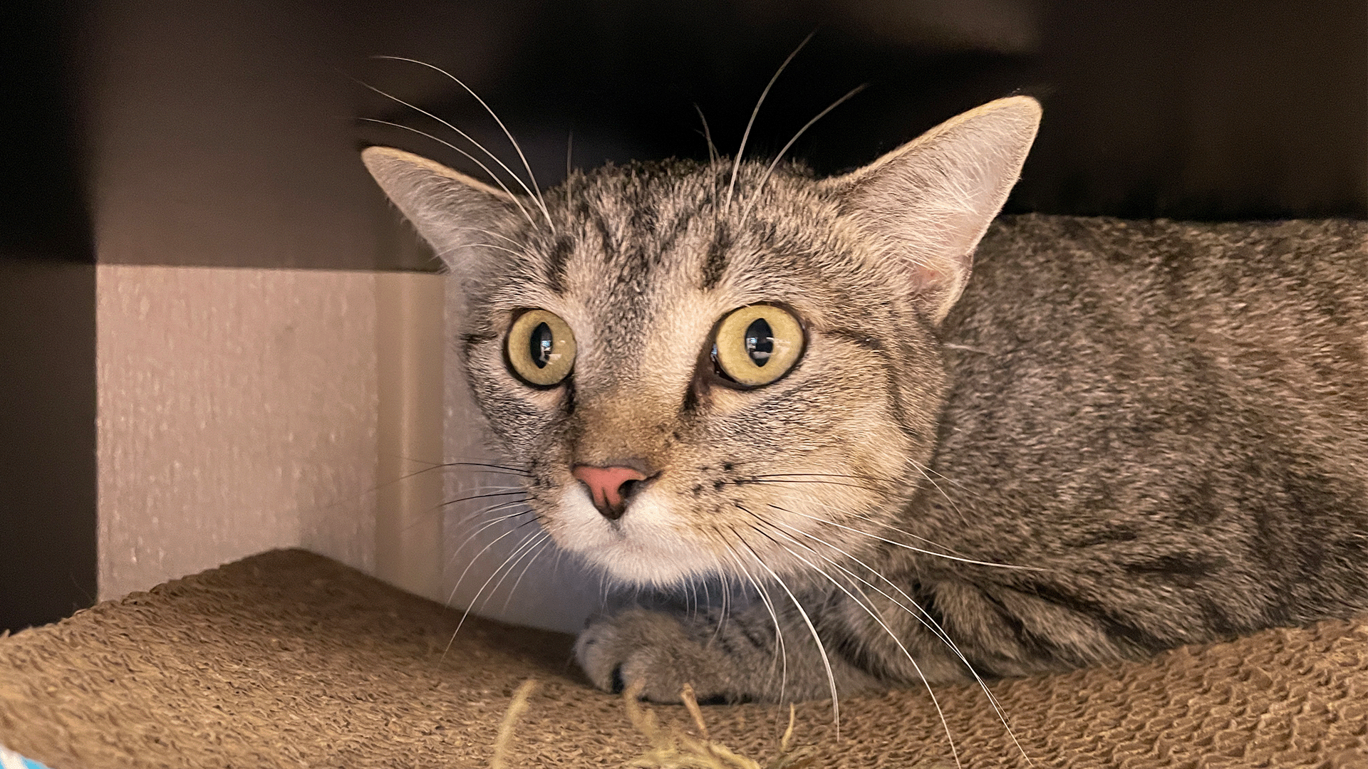 Pet of the Day: Rex - WNKY News 40 Television