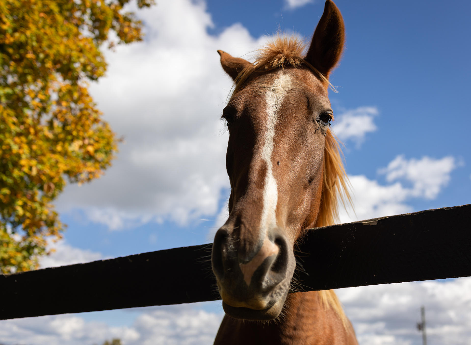 Hooves and Harvest festival moves to the WKU Ag Expo Center - WNKY News ...