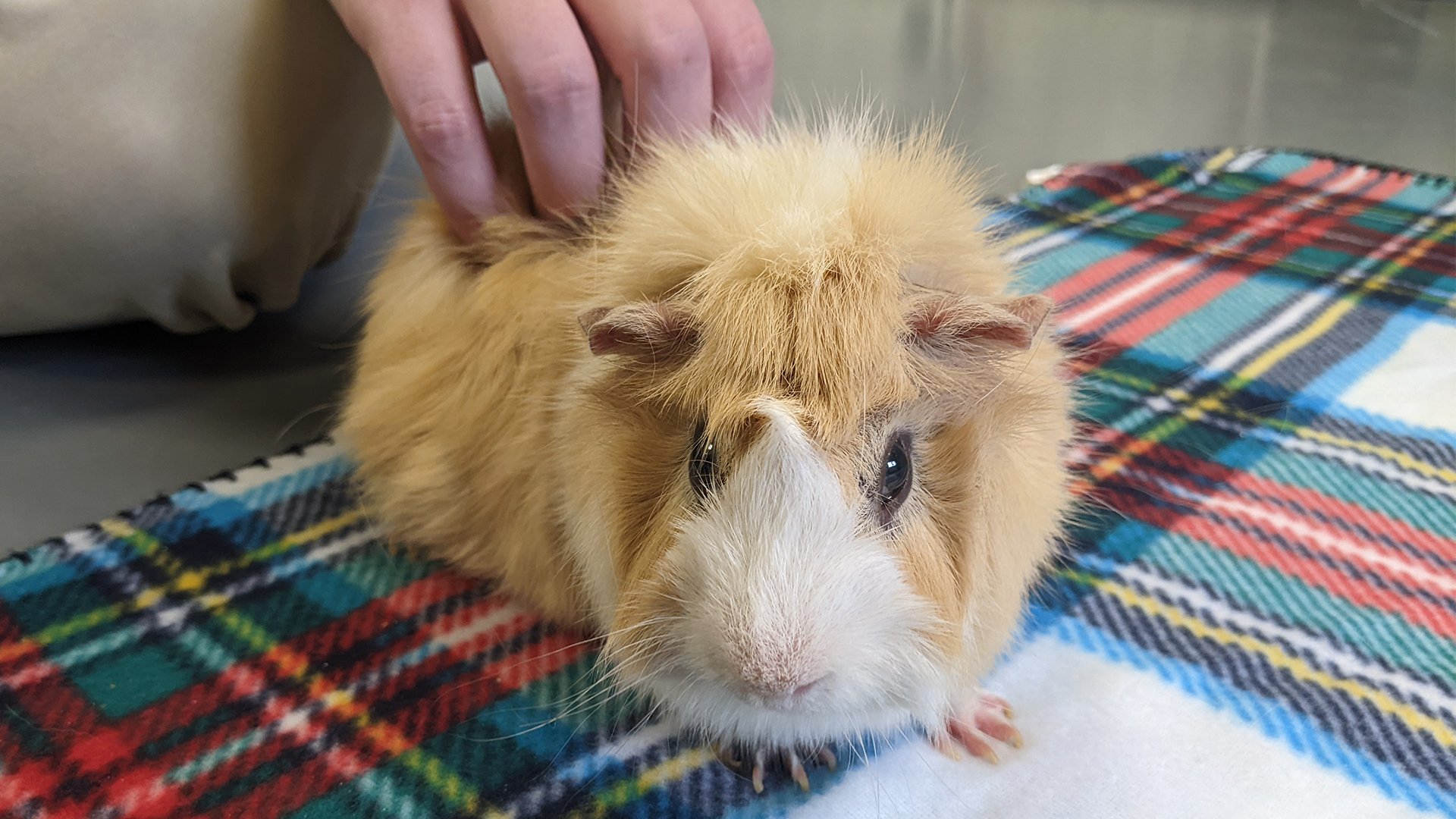 Pet of the Day: Goober - WNKY News 40 Television