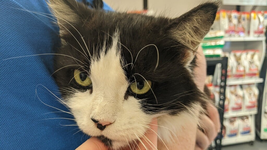 Pet of the Day: Peppa - WNKY News 40 Television