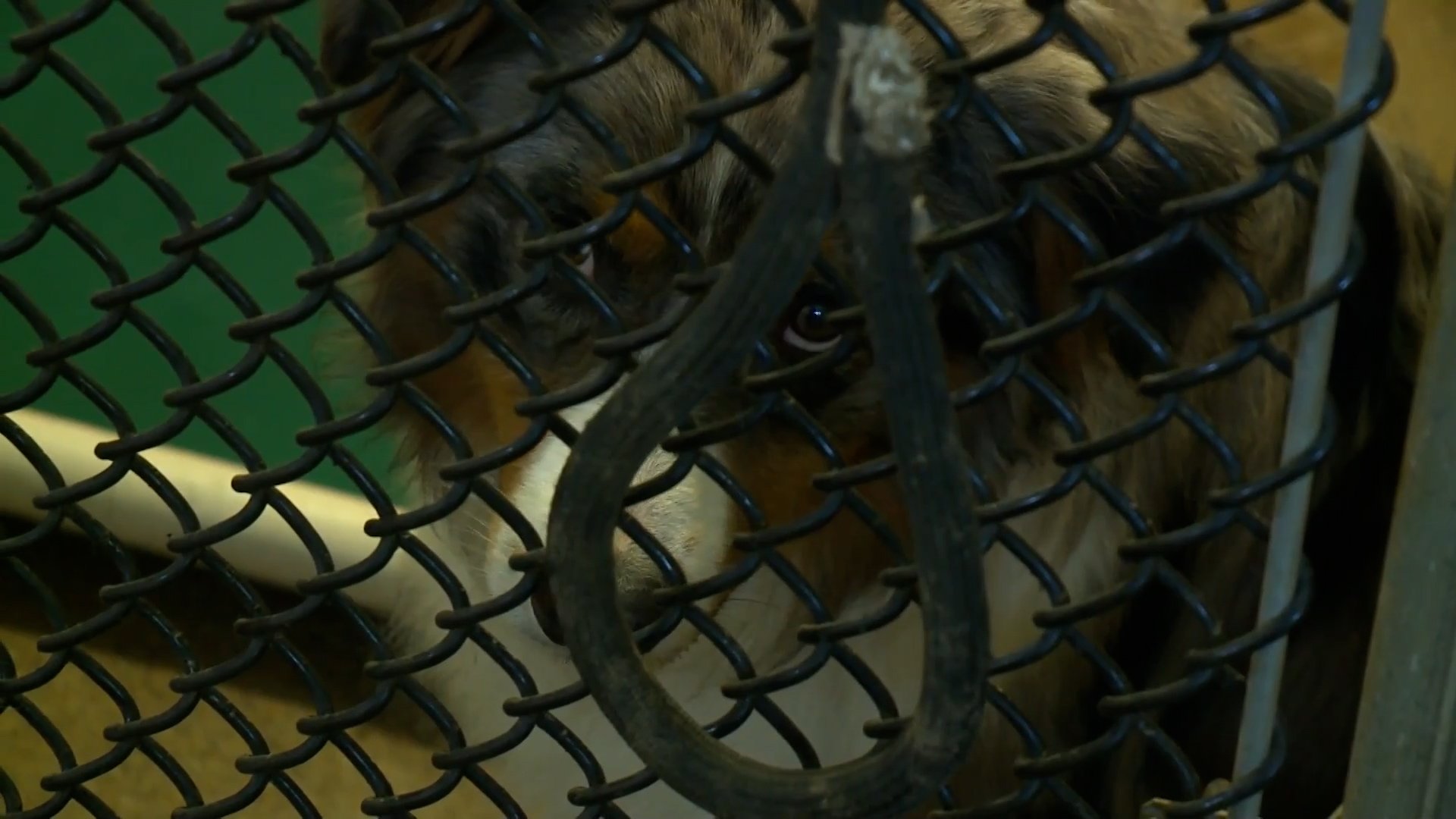 Unknown illness affecting dogs in some states, not yet reported in ...