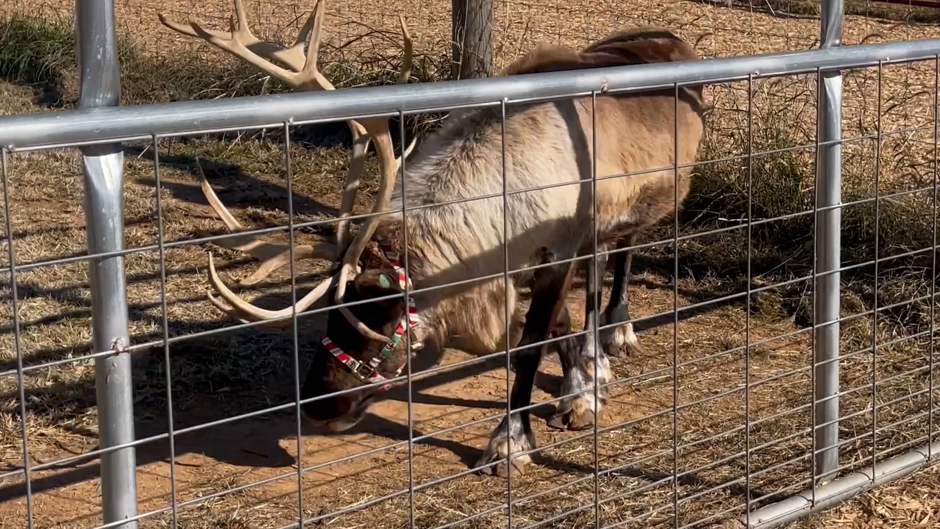 The Reindeer Farm gets some new additions for the holiday season - WNKY ...