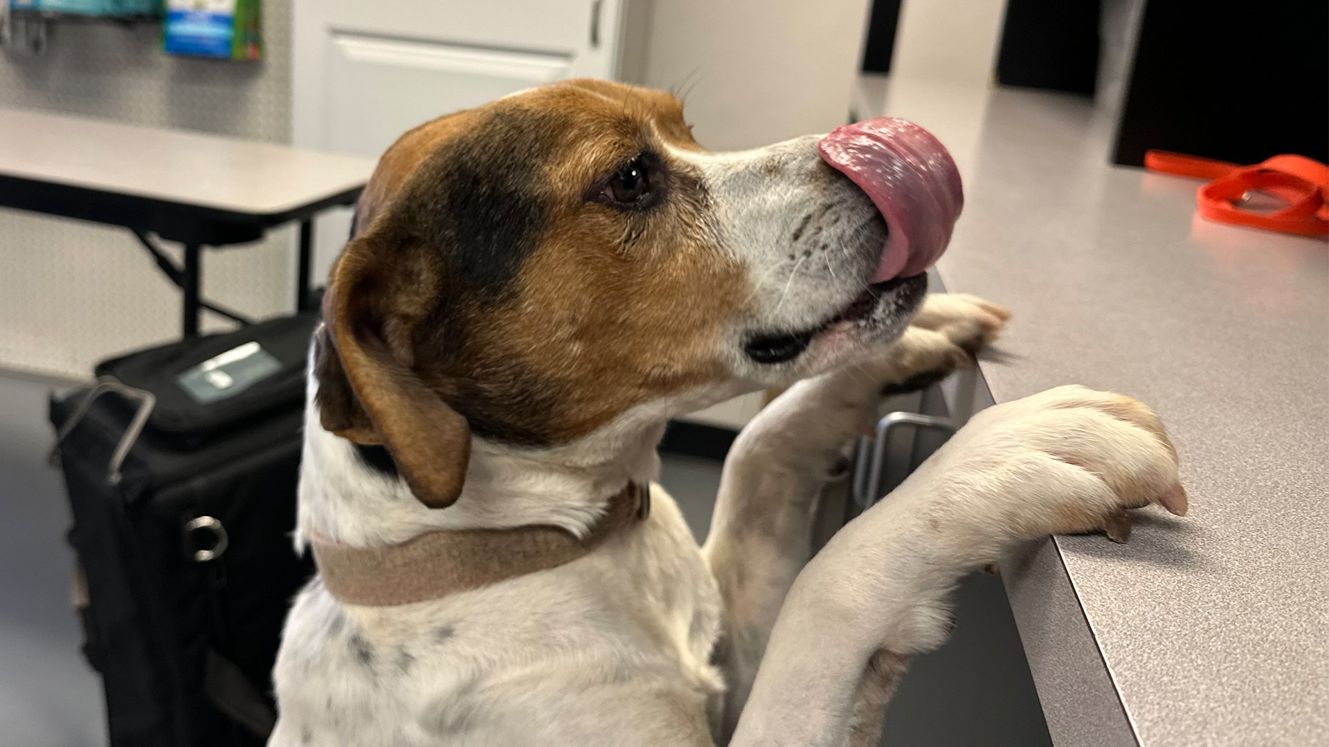 Pet of the Day: Diesel - WNKY News 40 Television