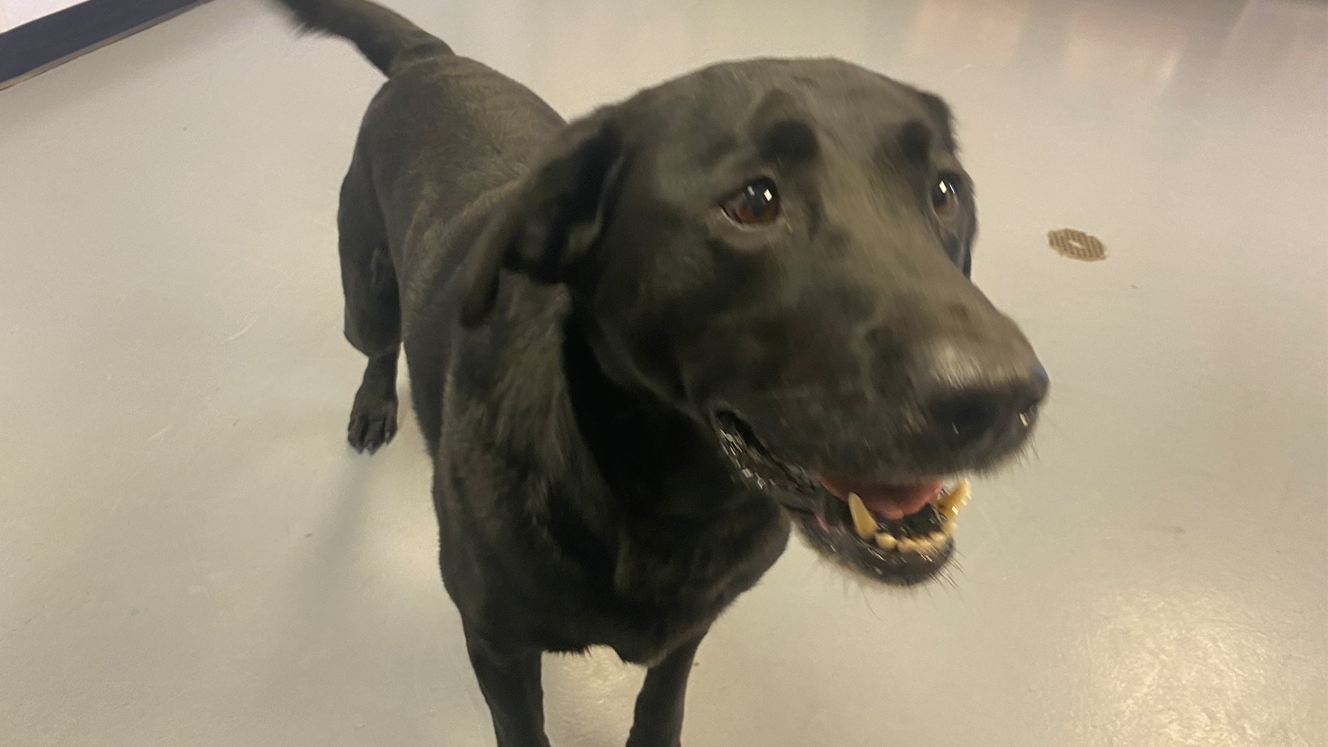 Pet of the Day: Rick - WNKY News 40 Television