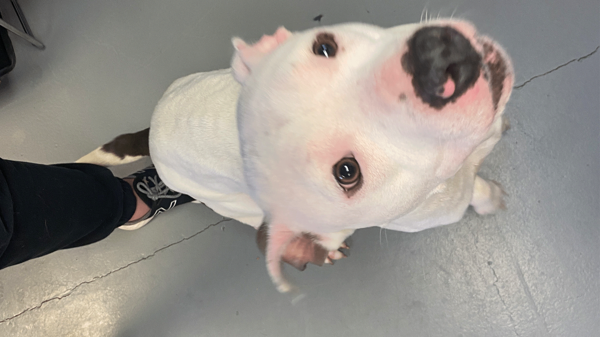 Pet of the Day: Daisy - WNKY News 40 Television