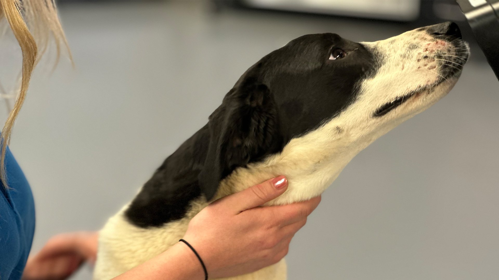 Pet of the Day: Ghost - WNKY News 40 Television