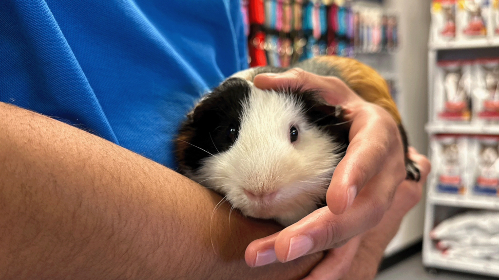 PET OF THE DAY - JOISE - WNKY News 40 Television