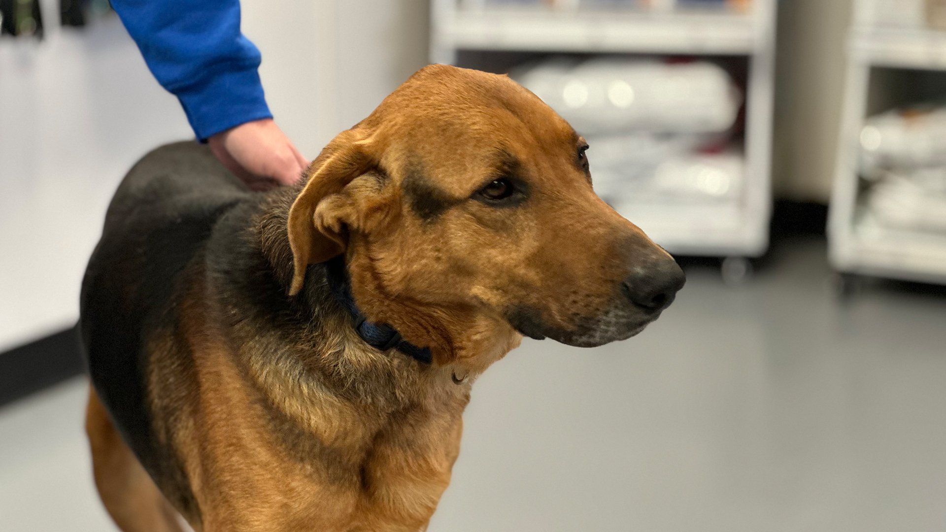 Pet of the Day: Parlo - WNKY News 40 Television