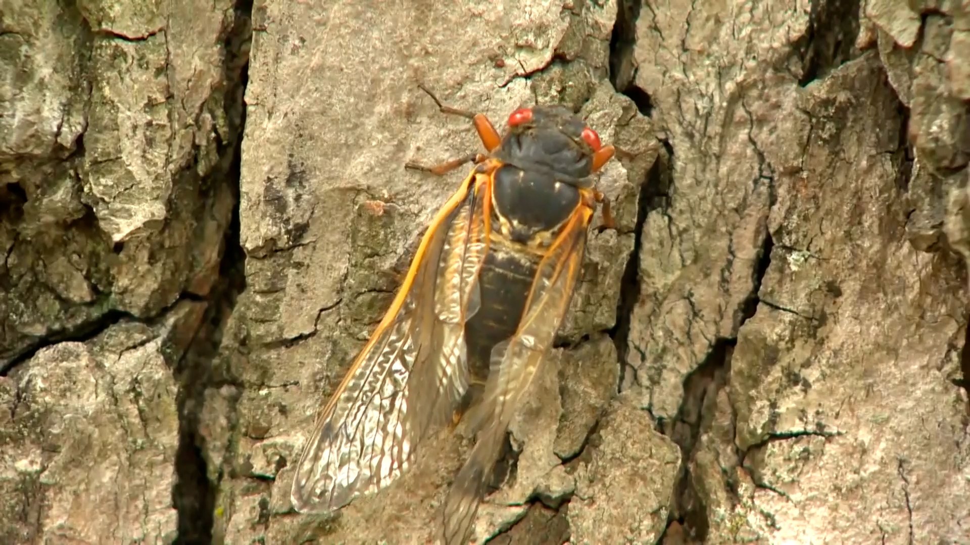 Cicadas, they're back - WNKY News 40 Television