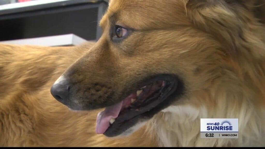 Pet of the Day: Kitty - WNKY News 40 Television