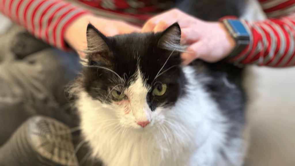 Pet of the Day: Pebble - WNKY News 40 Television