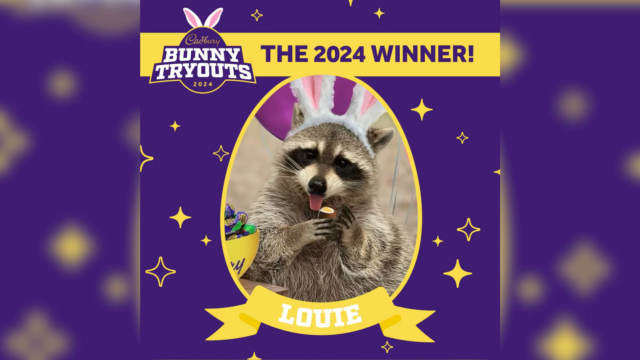 Meet Louie the Raccoon, winner of annual Cadbury Bunny Tryouts - WNKY ...