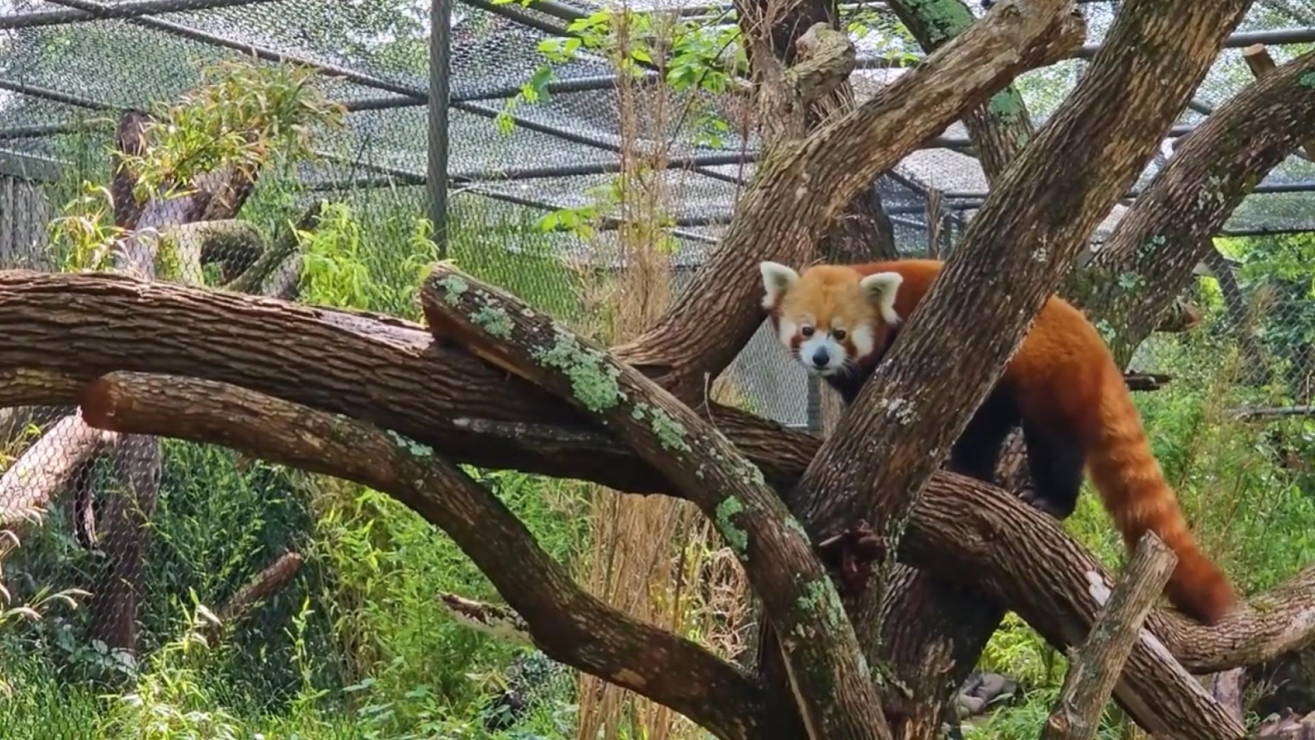 'Sunny D' the red panda enters new exhibit at the Louisville Zoo - WNKY ...