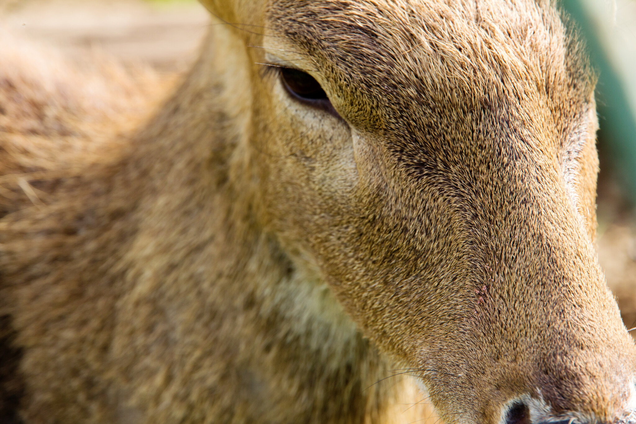 Chronic Wasting Disease detected in Pulaski County deer - WNKY News 40 ...