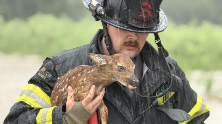 Firefighters rescue fawn trapped in Indiana floodwaters - WNKY News 40 ...