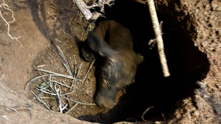 Smiths Grove firefighters rescue calf from sinkhole - WNKY News 40 ...