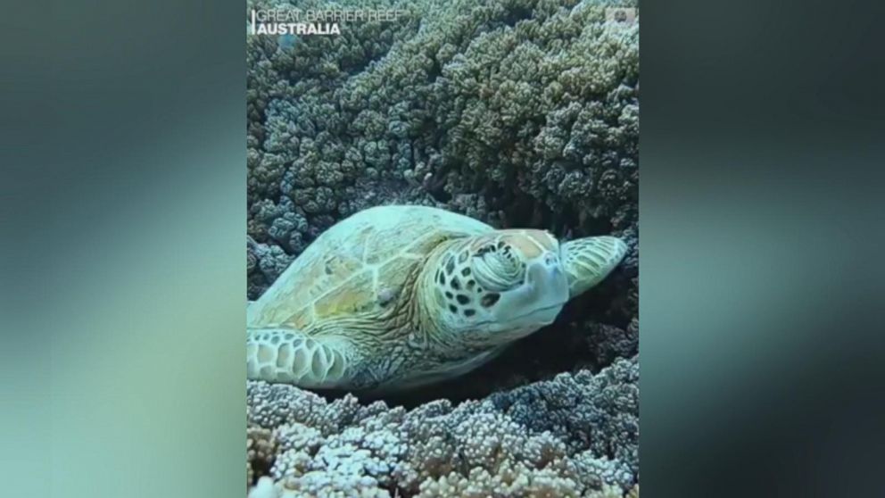 WATCH: Sleepy sea turtle takes a nap among the coral - ABC 36 News