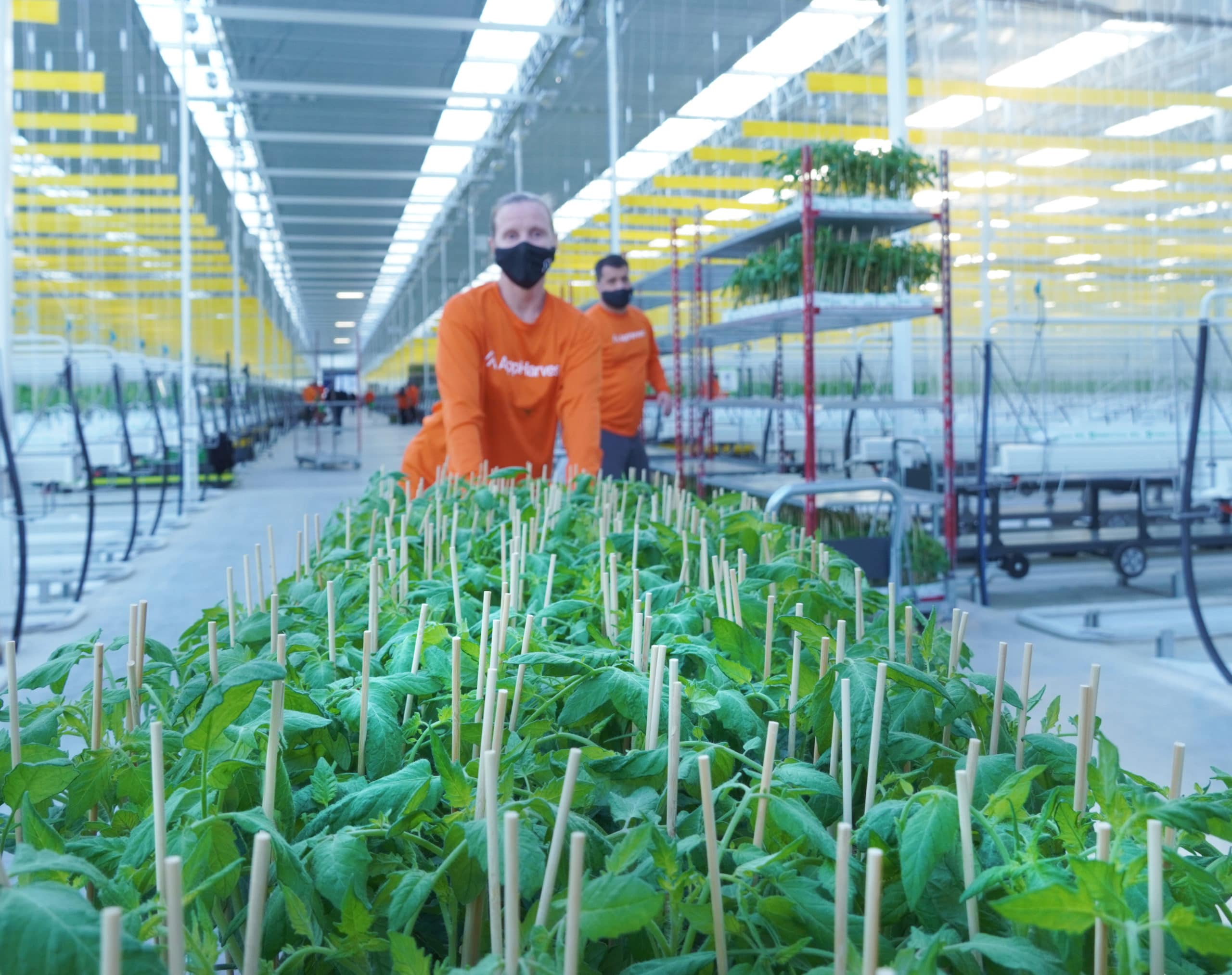 AppHarvest plants first tomatoes, eyes early 2021 harvest - ABC 36 News