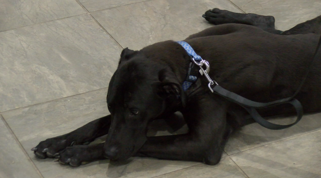 New partnership to help animals, people in recovery heal - WTVQ