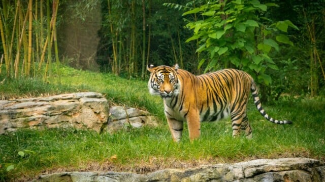 Nashville Zoo warns proposed data center next door could put its 3,000 ...