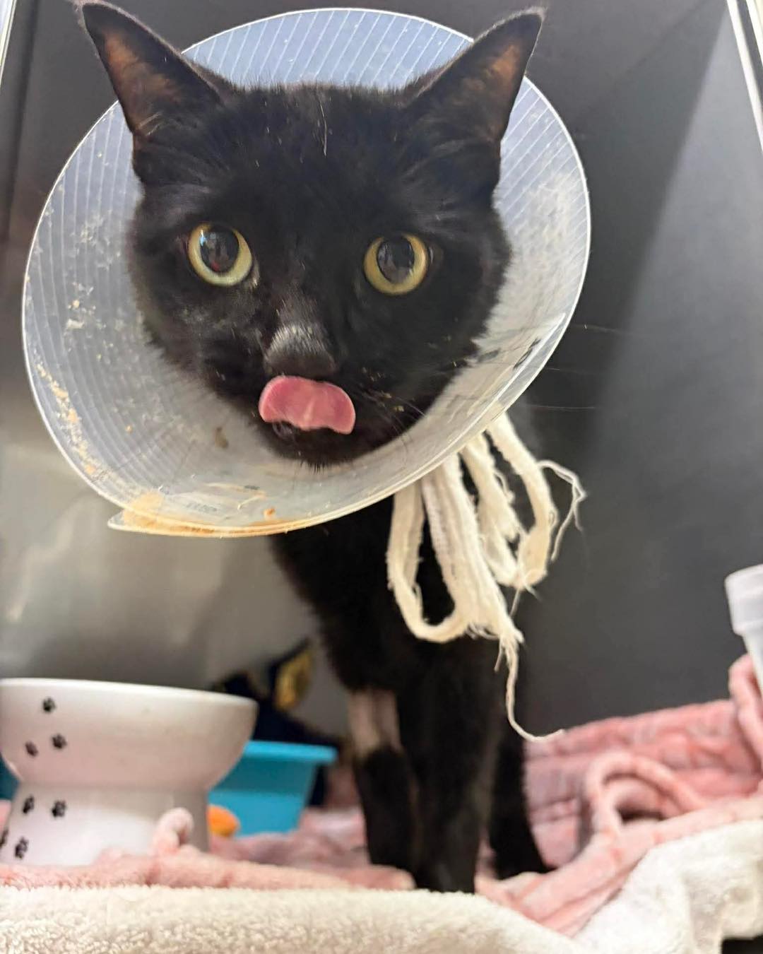 Jimbo's Animals Gone Wild: Feline Felon Caught With Stolen Hair Ties ...