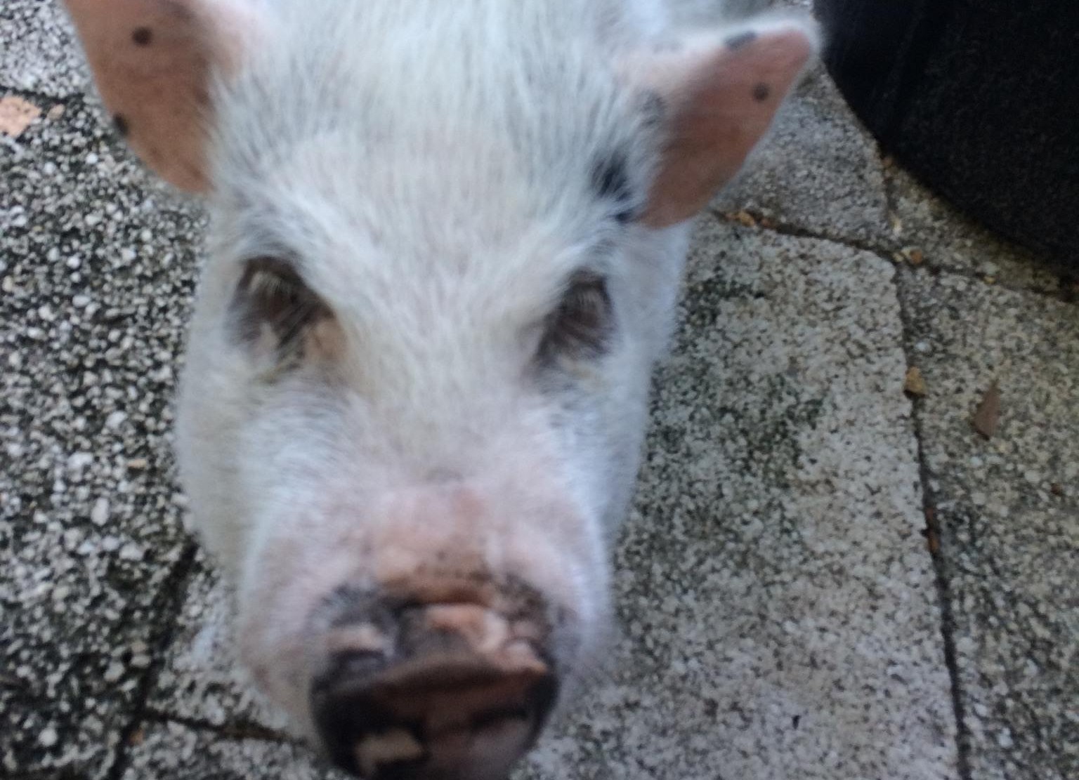 Pig with pink toenails found in flower bed - WWAYTV3