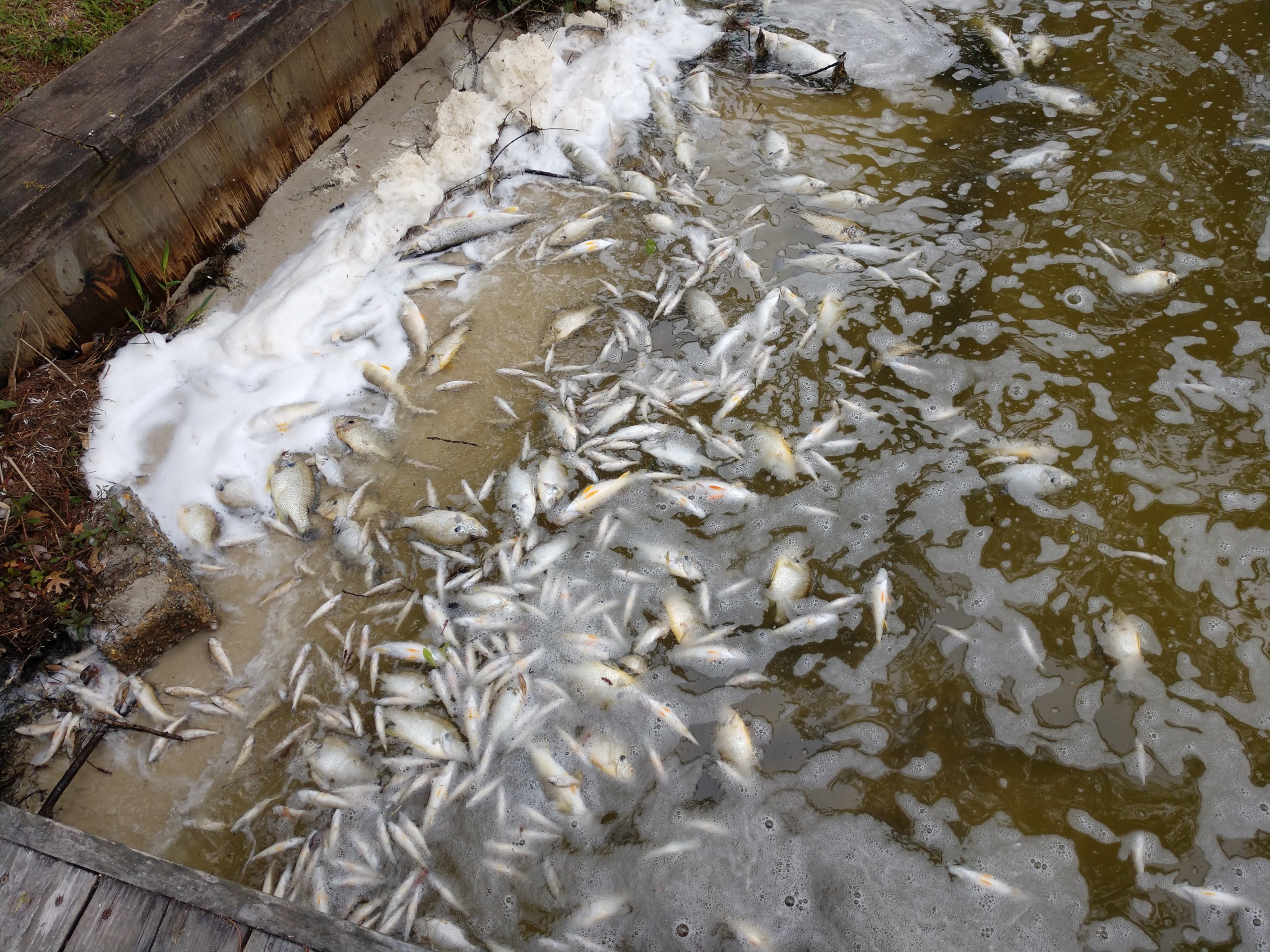 Town says algae blooms, not water treatment, causes numerous dead fish ...