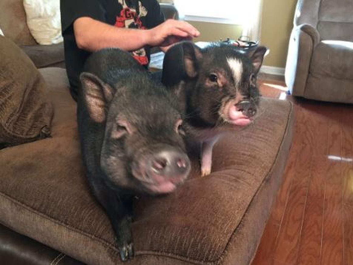 Therapy pigs training to create positive change in NC community - WWAYTV3