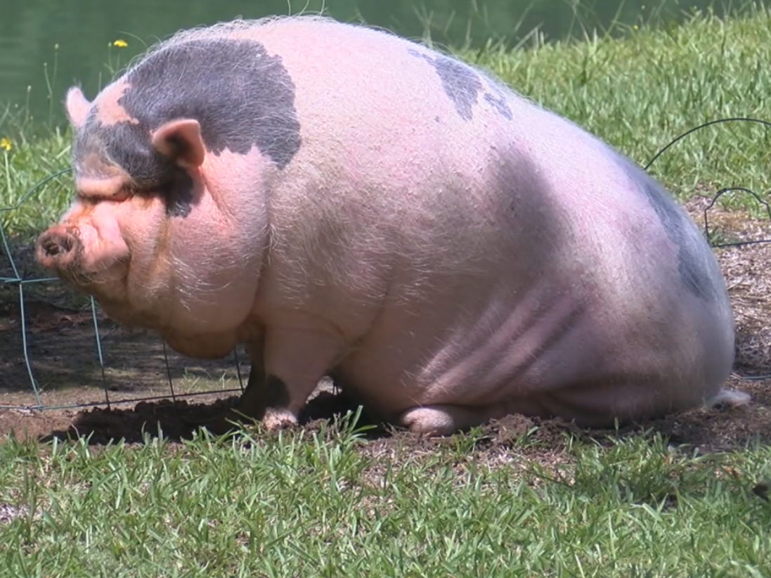 Pot bellied Pigs May Soon Be Unwelcome House Pets In Carolina Beach