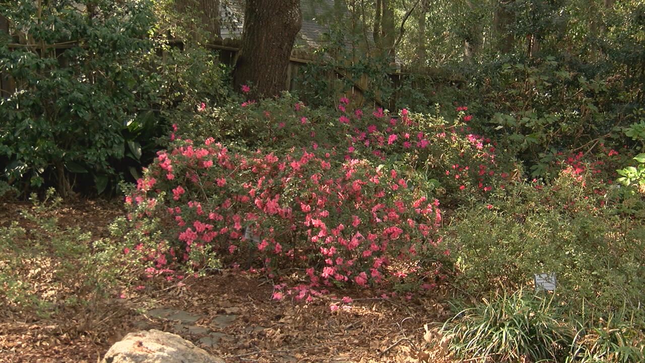 Pollen showing early signs of spring season - WWAYTV3