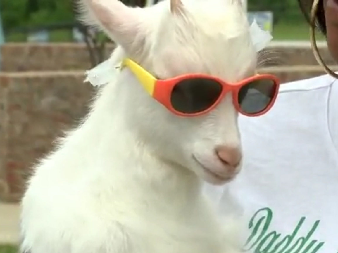 Stylish North Carolina goat turns social media sensation - WWAYTV3