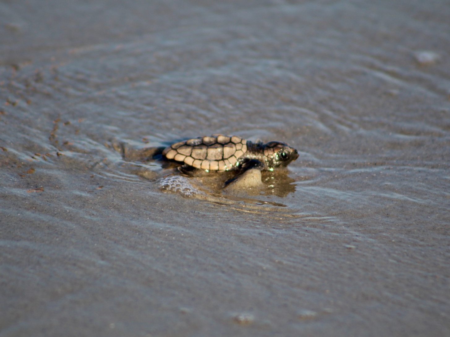 Sea turtle nest record broken on Bald Head Island - WWAYTV3