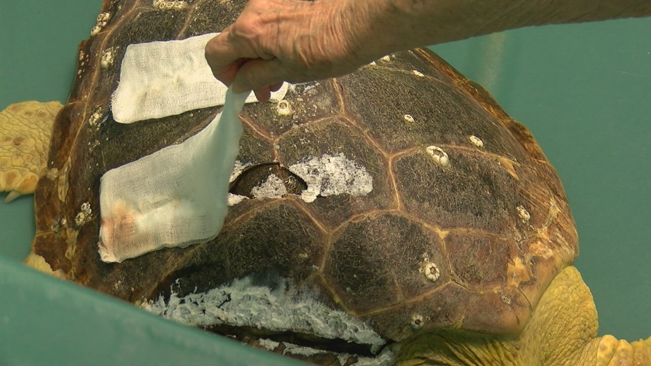 Experts warn of dangers boats can cause to sea turtles - WWAYTV3