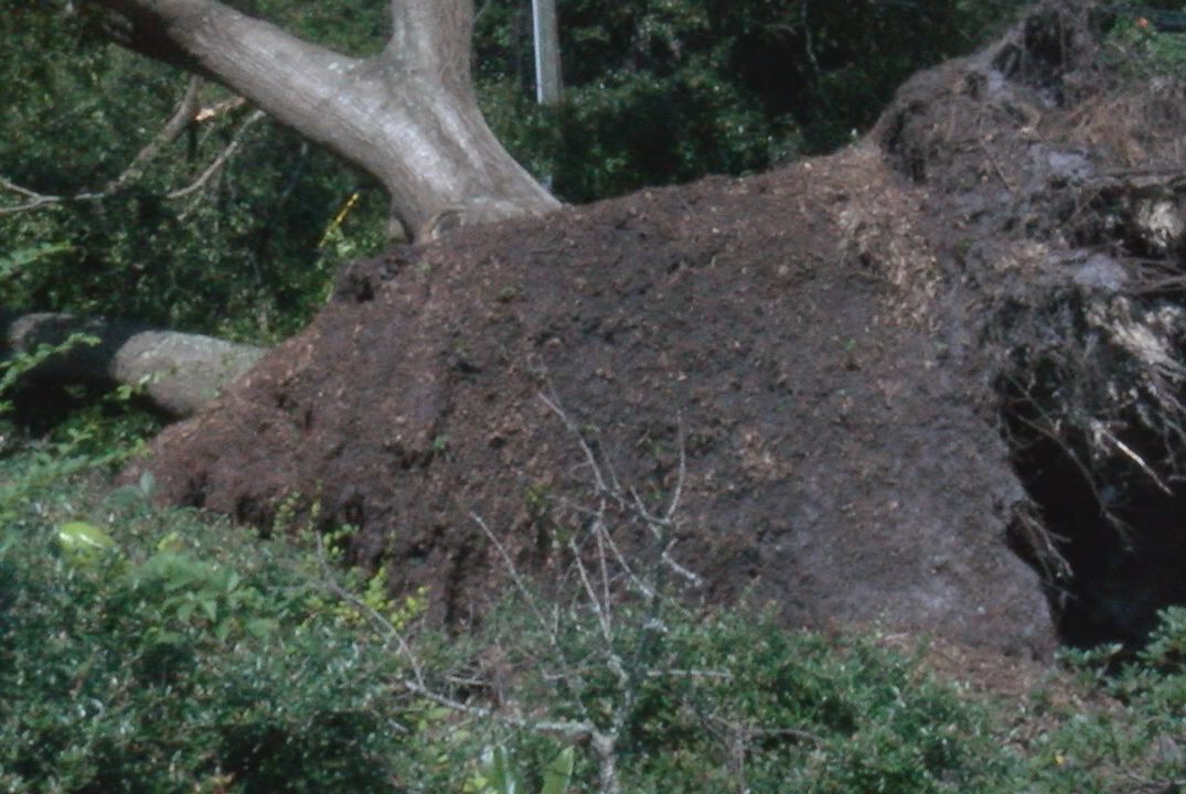 Massive tree uprooted after Hurricane Dorian - WWAYTV3