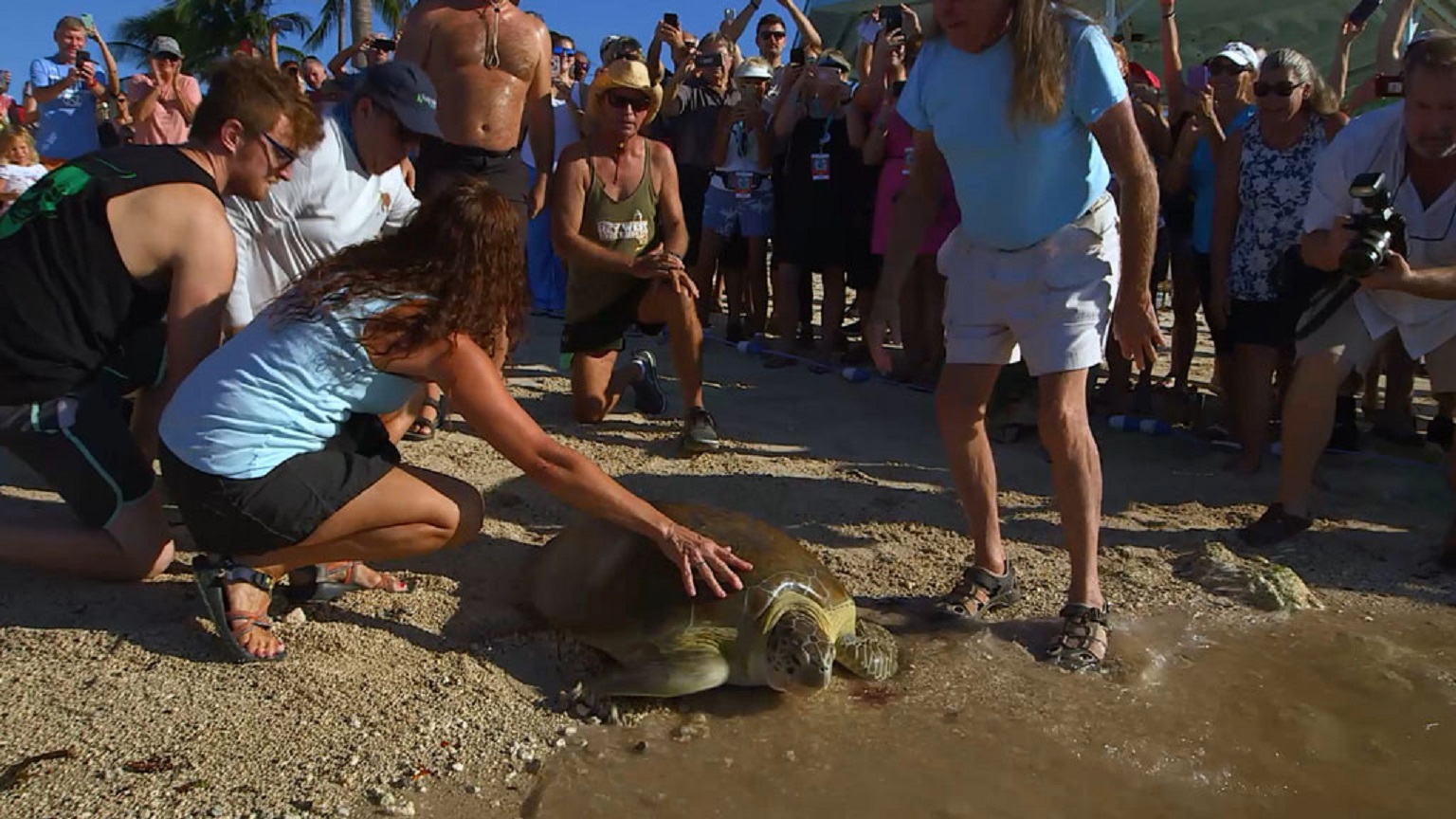 Turtle returned to ocean after recovering from spear attack - WWAYTV3