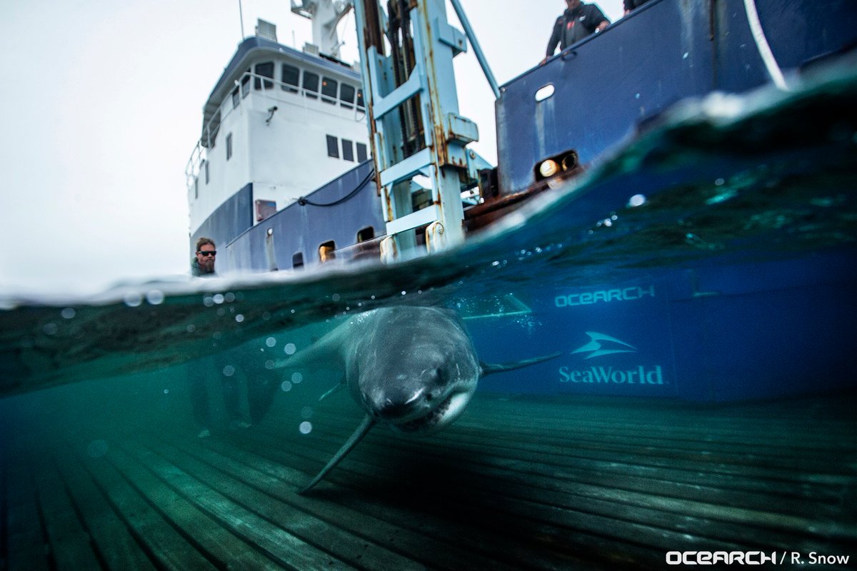 Sharks are showing up off the Carolinas as winter approaches - WWAYTV3