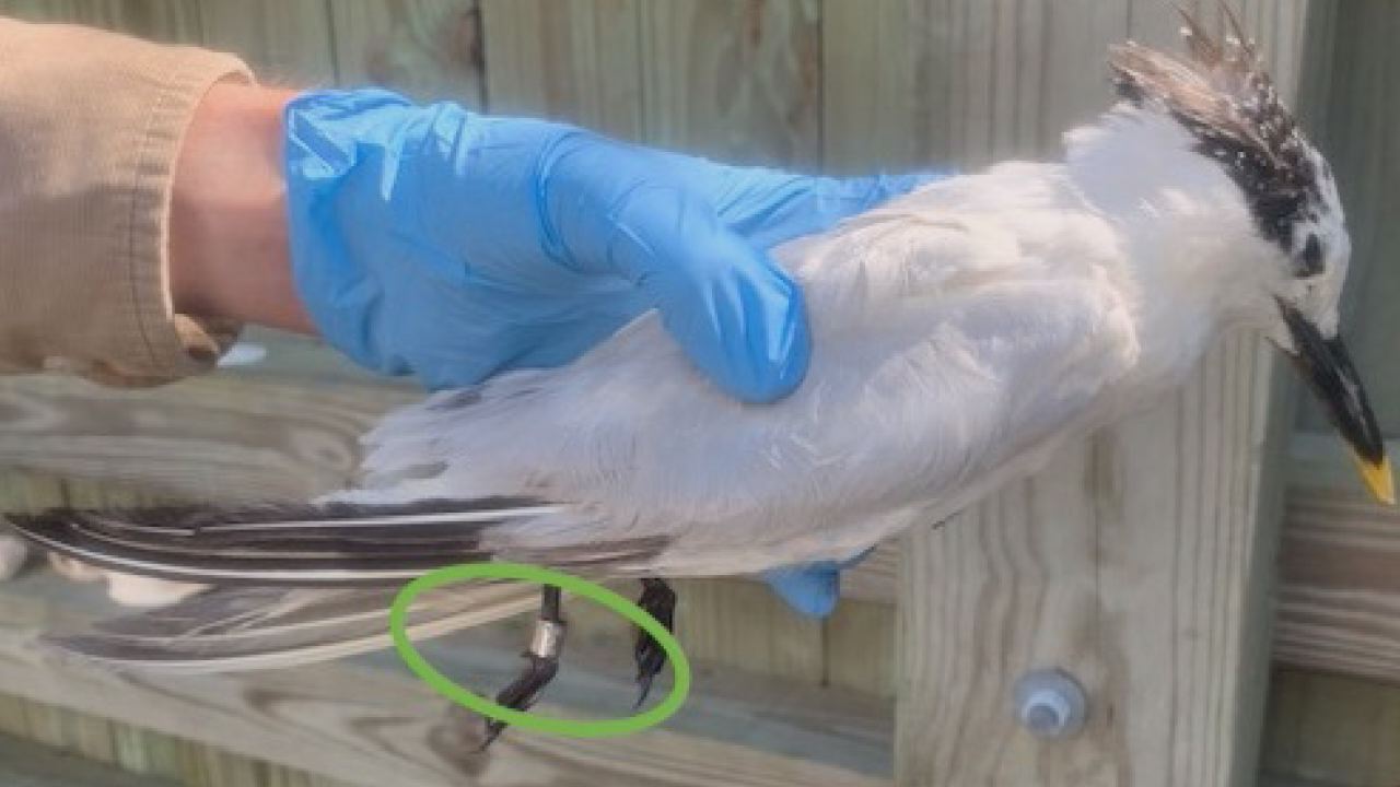 Bird found on BHI sets new longevity record for species - WWAYTV3