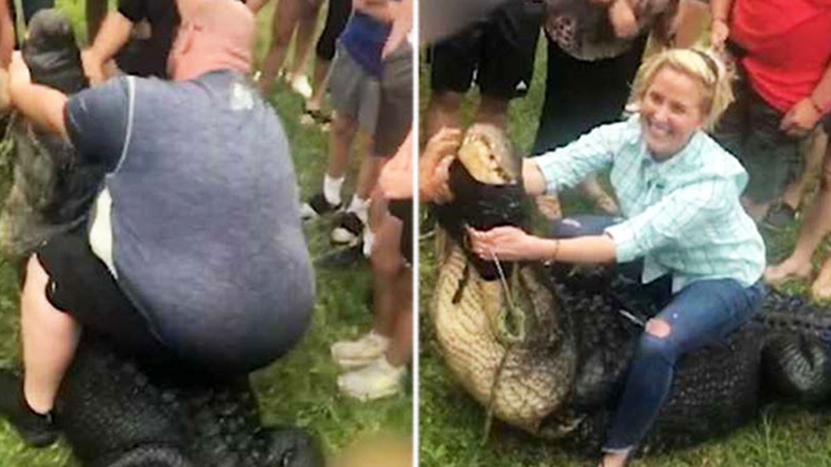 Adults, kids sat on massive gator to pose for photos before it was ...