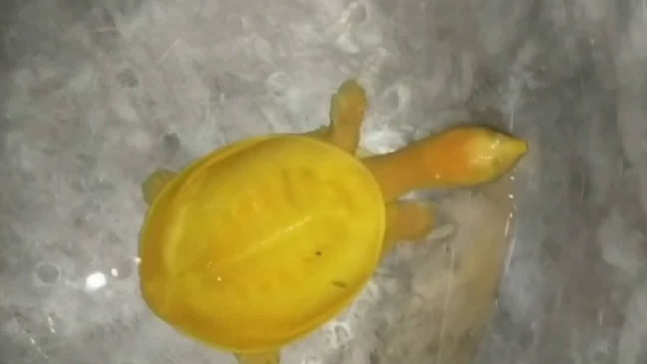 Rare yellow turtle discovered in India - WWAYTV3