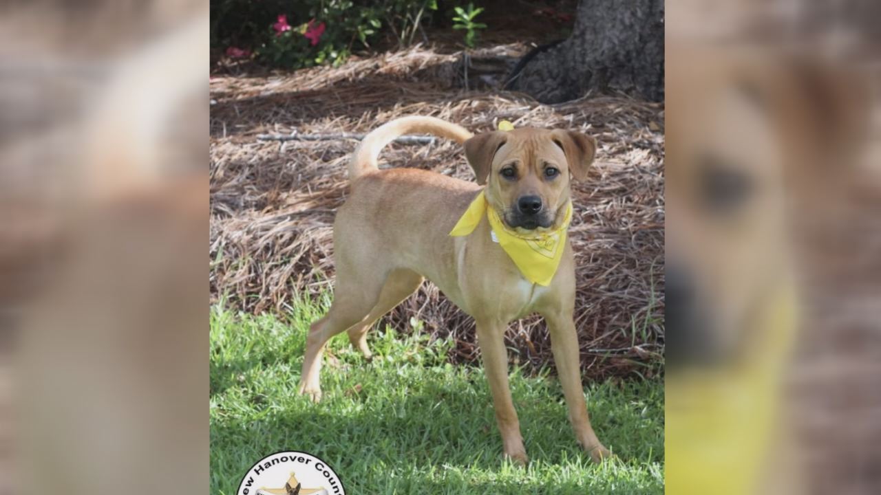 PET PALS: 1-year-old Rhodesian Ridgeback needs a home - WWAYTV3