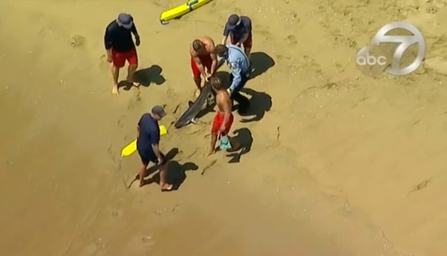 Video shows shark in California captured by lifeguards with bare hands ...