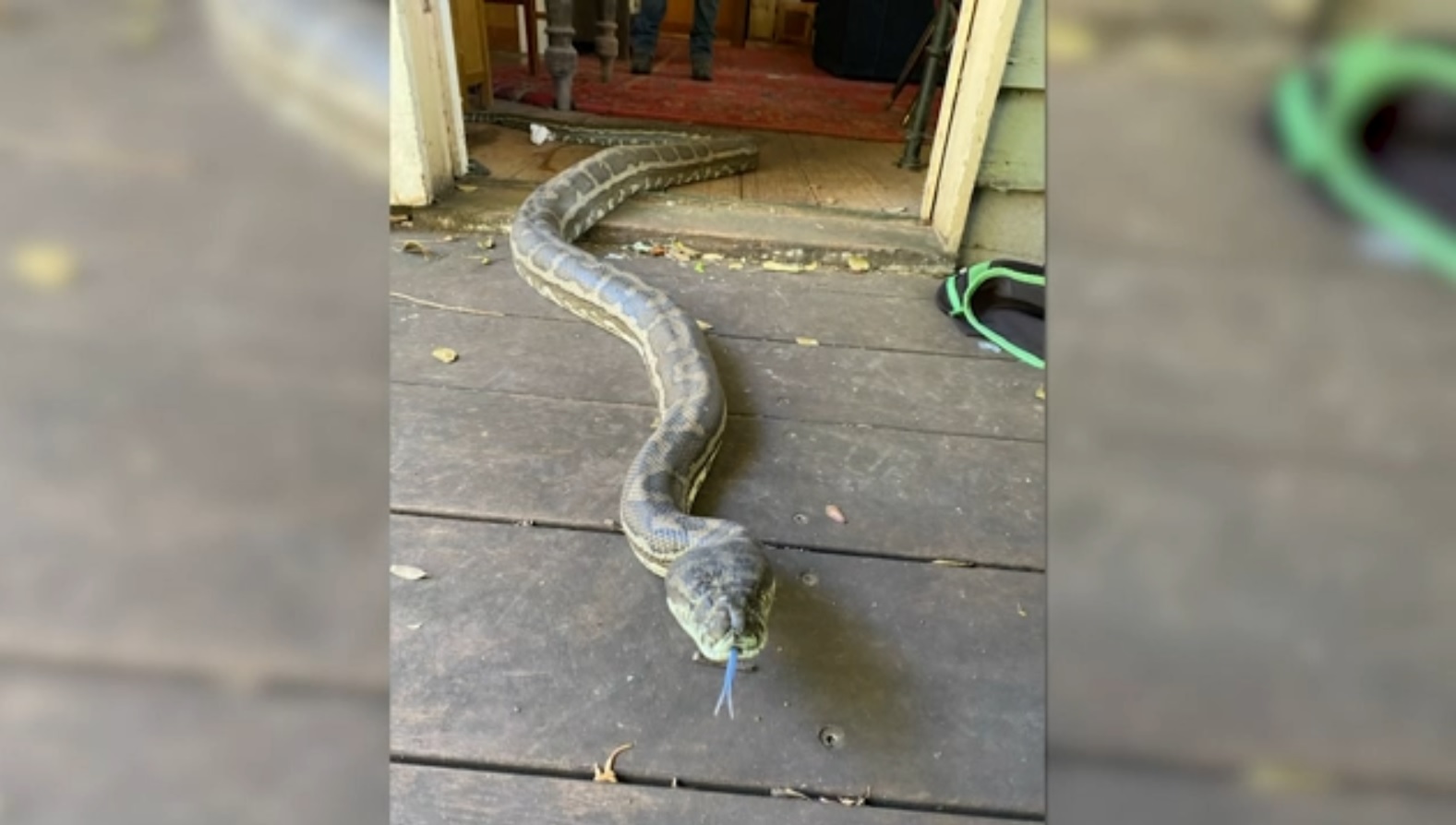 2 pythons weighing 100 pounds collapse kitchen ceiling - WWAYTV3