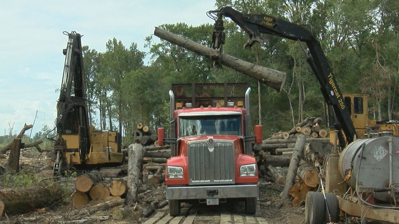 Swamp Logging Equipment
