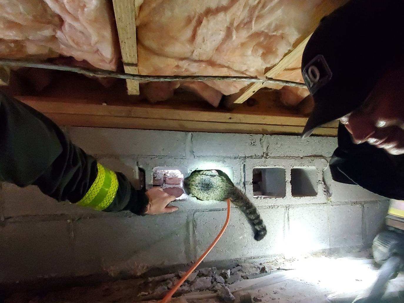 Wilmington firefighters rescue cat from crawl space - WWAYTV3