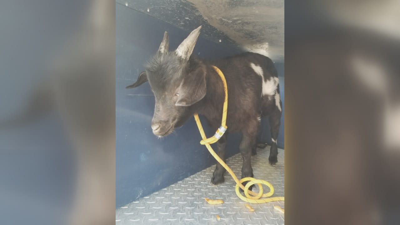 Police: Goat 'arrested' after report of break-in - WWAYTV3