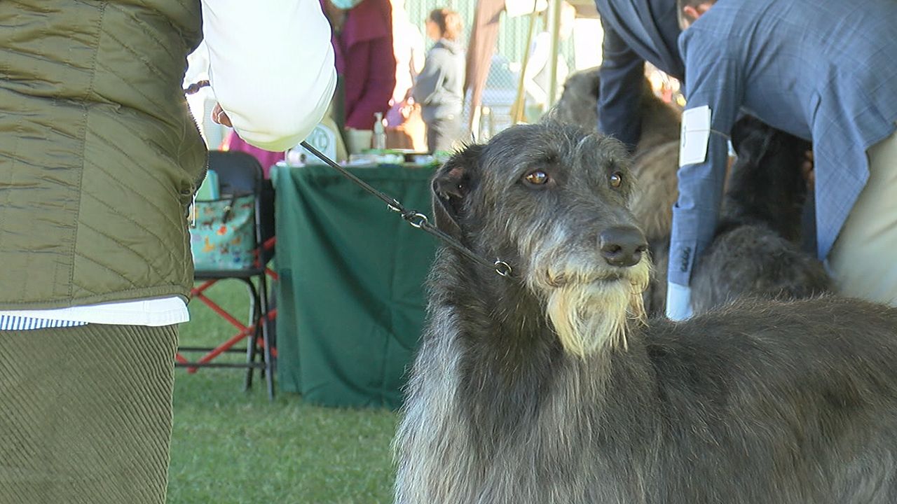 Hanover Kennel Club hosts annual dog show at Legion Stadium - WWAYTV3