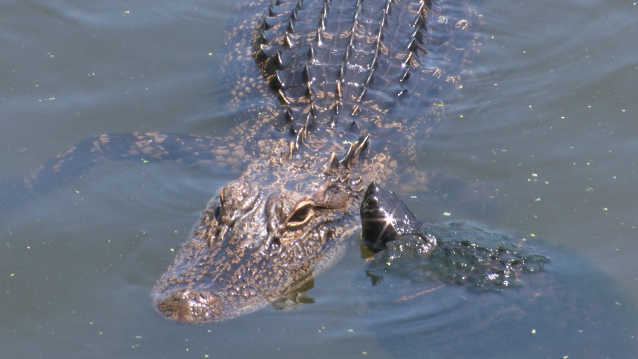 Increased wildlife sightings across the Cape Fear in highly populated ...