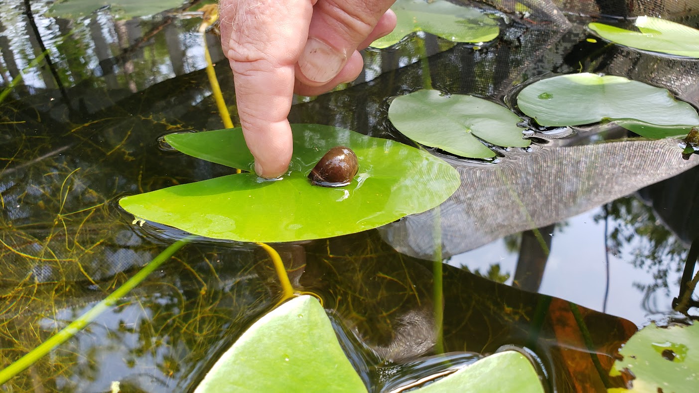 Cape-Fear-endemic Ramshorn Snail proposed for Endangered Species Act ...