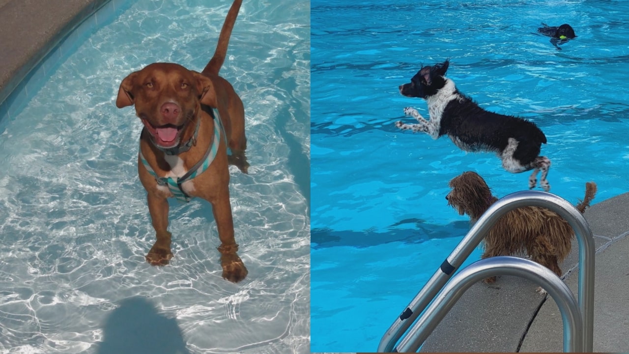 'Pooch Plunge' returning to Legion Stadium Pool - WWAYTV3