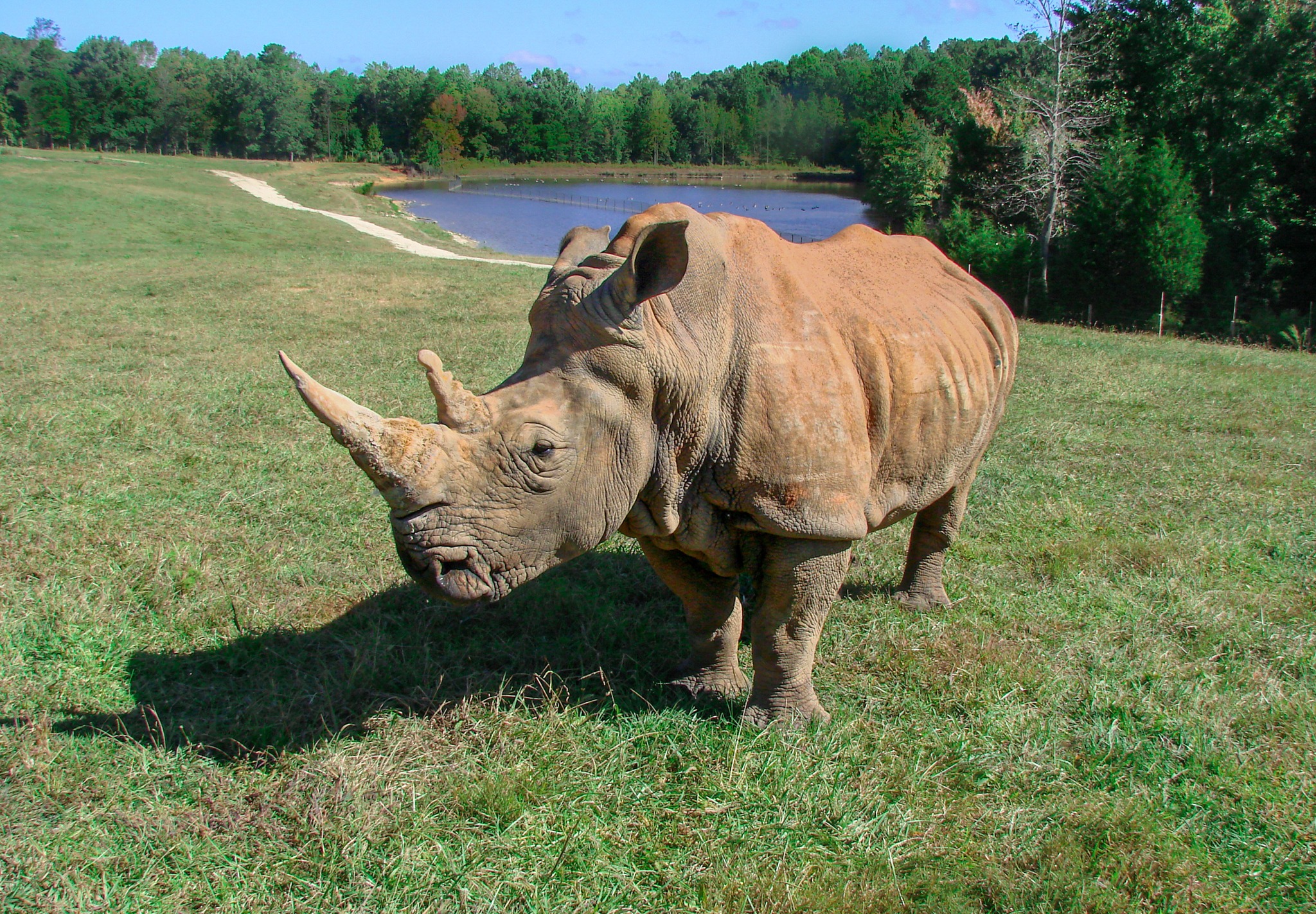 North Carolina Zoo announces death of 54-year-old rhino - WWAYTV3